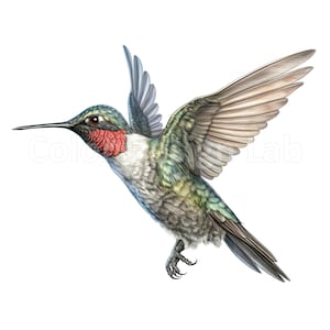 Ruby-throated Hummingbird Clipart - 8 Printable Art Pngs, High ...