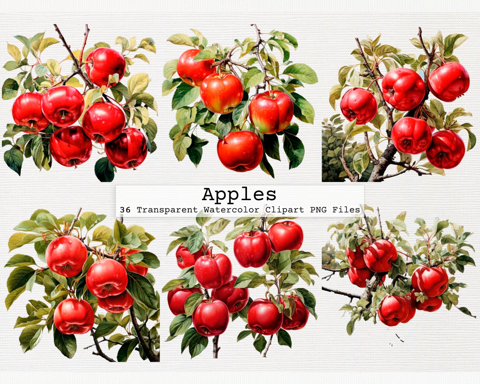 Watercolor Apples Clipart Bundle: 36 PNG Files, Commercial Use (digital ...