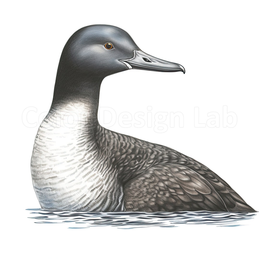 Common Loon Bird Printable Art Set - 8 PNG Clipart, High Quality ...