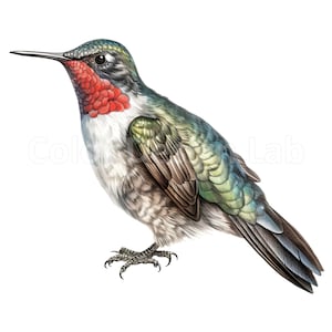 Ruby-throated Hummingbird Clipart - 8 Printable Art Pngs, High ...