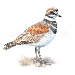 Killdeer Bird Clipart, Set of 8 Printable PNG Art, Commercial Use, High ...