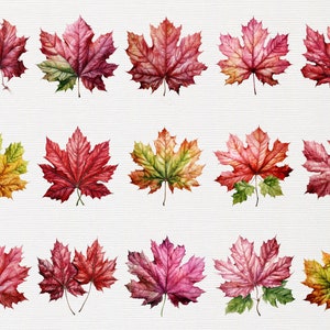 Maple Leaf Clipart Bundle of 36 Quality Transparent Watercolor Png ...