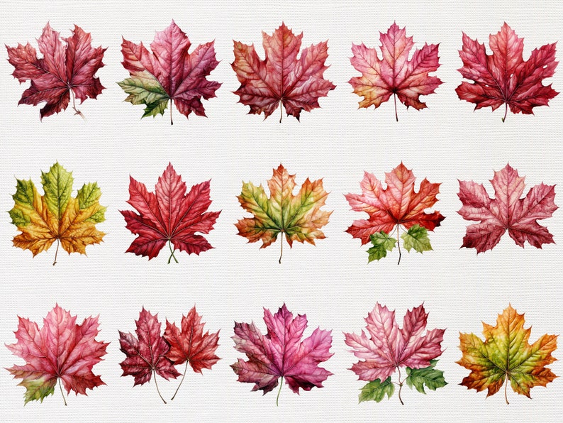 Maple Leaf Clipart Bundle of 36 Quality Transparent Watercolor Png ...