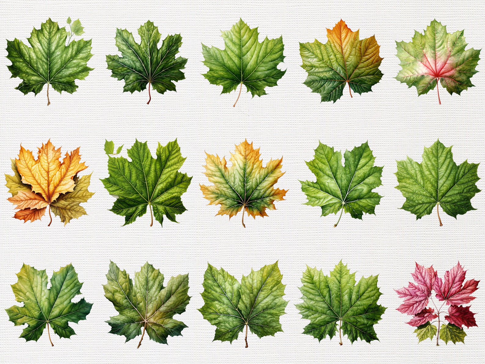 Sycamore Leaf Clipart Bundle 36 Png Files Quality Transparent ...