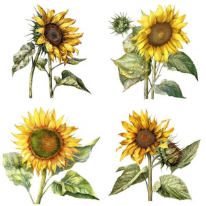 Rustic Sunflower Clipart - 24 High-quality Jpgs - Digital Download ...