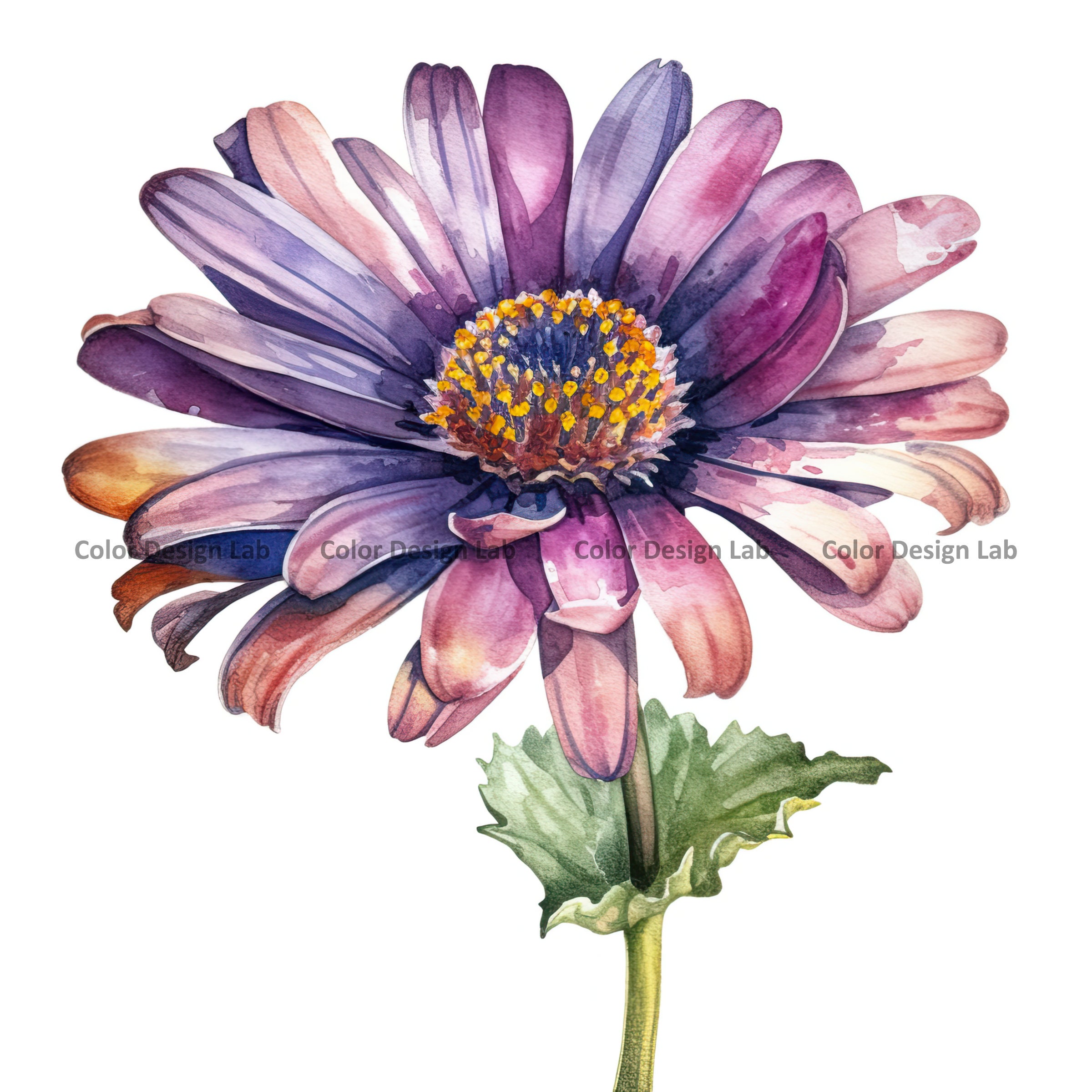 Daisy Flower Clipart Set of 12 High Quality Floral PNG - Etsy