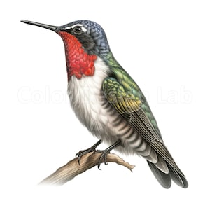 Ruby-throated Hummingbird Clipart - 8 Printable Art Pngs, High ...
