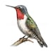 Ruby-throated Hummingbird Clipart 8 Printable Art Pngs, High-resolution ...