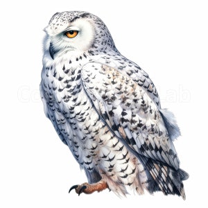 Snowy Owl Bundle - Set of 8 High-resolution Snowy Owl Printable Clipart ...