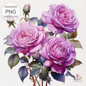 Vintage Heirloom Roses Clipart: Elegant Romantic Antique Rose ...