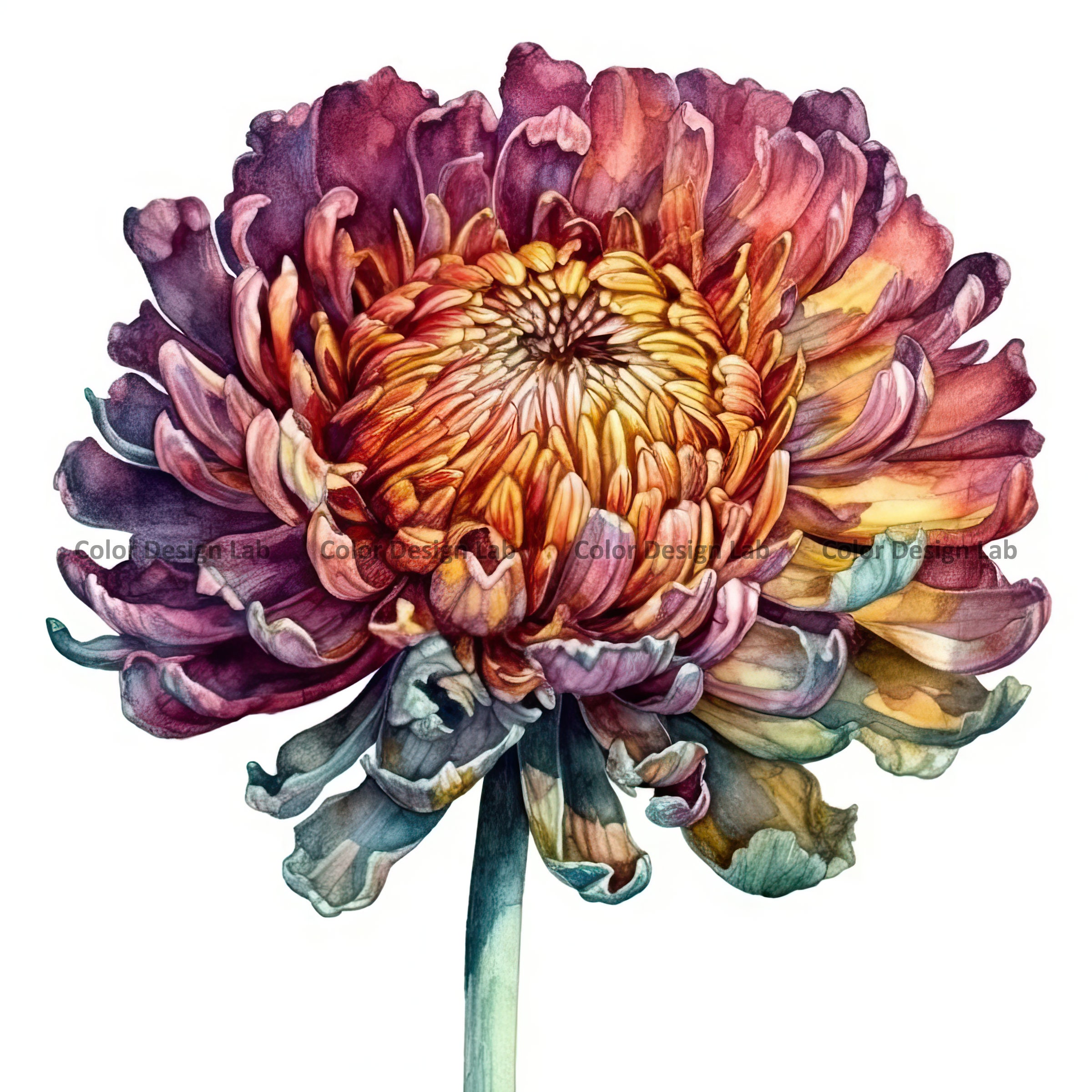 Mum Flower Clipart Set of 12 High-quality Chrysanthemum - Etsy