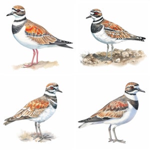 Killdeer Bird Clipart, Set of 8 Printable PNG Art, Commercial Use, High ...