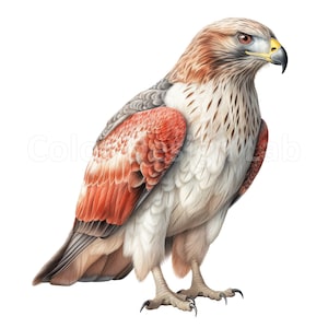 Red-tailed Hawk Clipart, Red-tailed Hawk Set of 8 Printable Art PNG ...