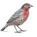 House Finch Clipart Printable Set - 8 High-quality House Finch Art PNG ...