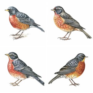 American Robin Clipart Set – 8 Printable Art PNG, Digital Download ...
