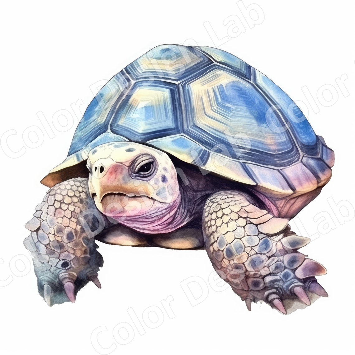 Tortoise Printable Clipart, Set of 8 High-resolution Tortoise Pngs ...