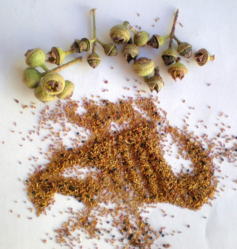 GREEN WORLD Eucalyptus/nilgiri/safeda Tree Seeds - Etsy