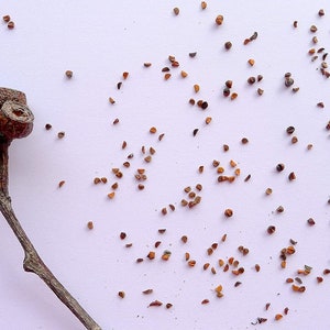 GREEN WORLD Eucalyptus/nilgiri/safeda Tree Seeds - Etsy