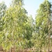 GREEN WORLD Eucalyptus/nilgiri/safeda Tree Seeds - Etsy