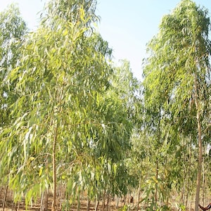 GREEN WORLD Eucalyptus/nilgiri/safeda Tree Seeds - Etsy