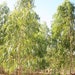 GREEN WORLD Eucalyptus/nilgiri/safeda Tree Seeds - Etsy