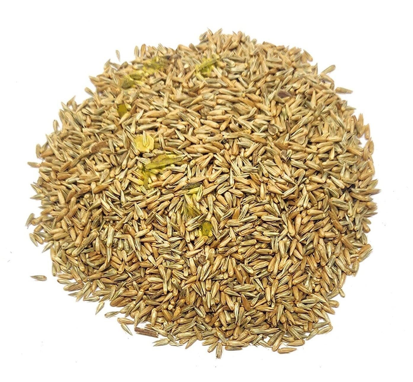 Apamarga Seed latjira Beej Chirchita Beej Prickly Chaff Flower Seed Apamarga Beej Apamarg Beej ...