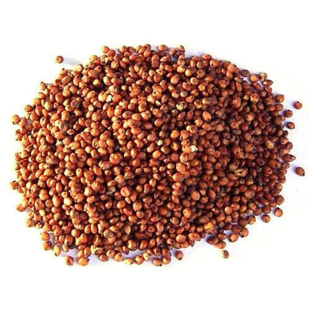 Sorghum Sudan Grass, Chicken-corn,shattercane, Sordan, Sorghum ...