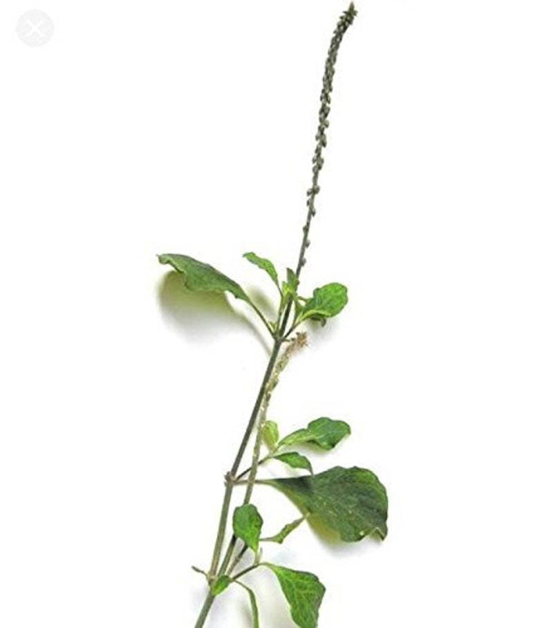 Apamarga Dried Root Chirachiata Prickly Chaff Root Apamarga Ki Jad ...