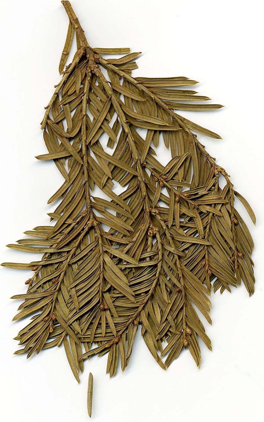 Alees Patra Talis Patra Taleesapatri abies Webbiana - Etsy