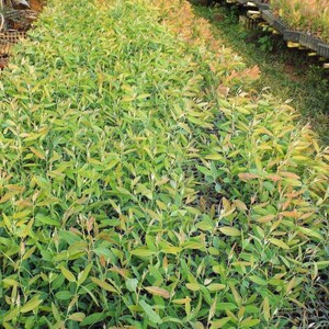 GREEN WORLD Eucalyptus/nilgiri/safeda Tree Seeds - Etsy