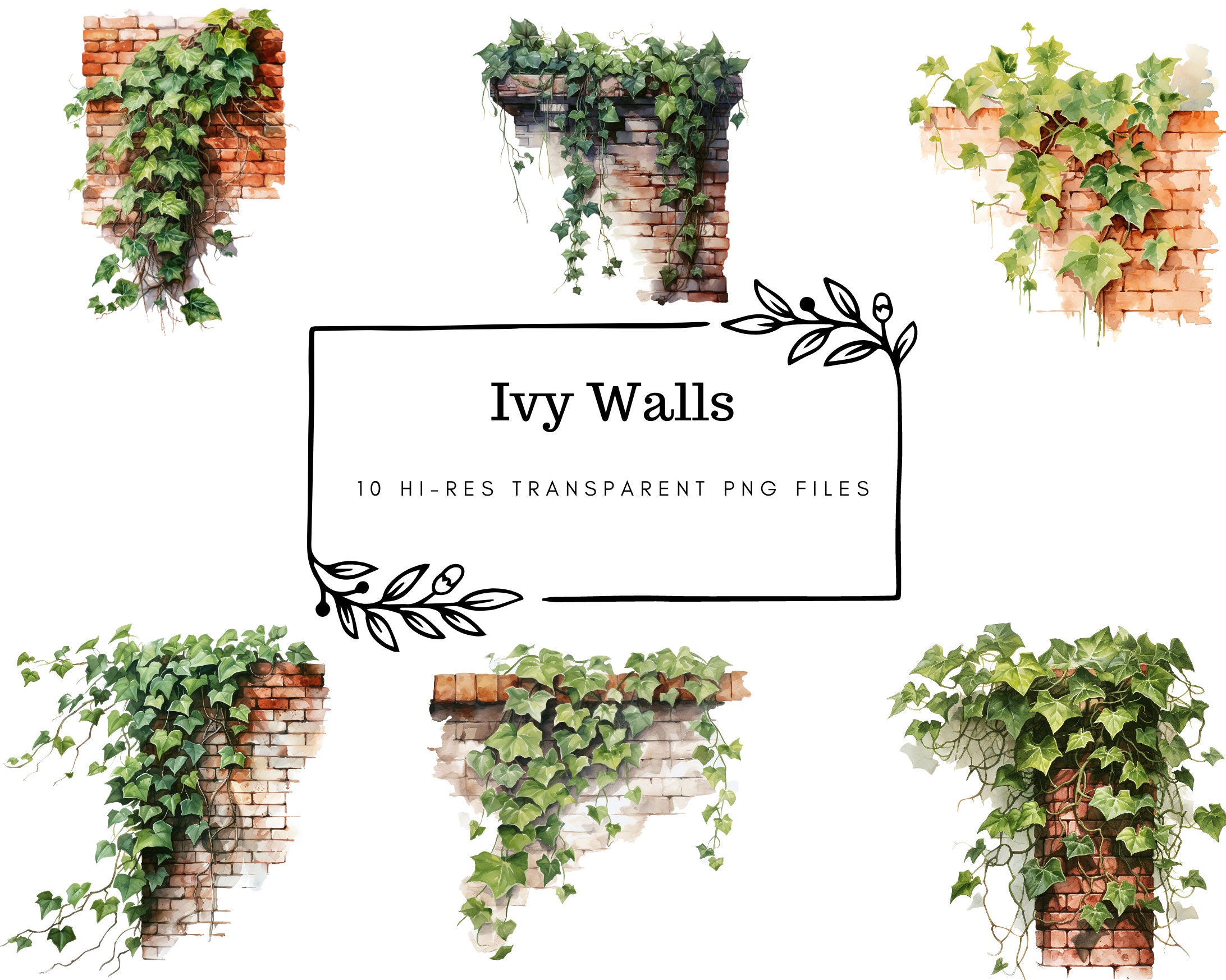 Ivy Wall Png