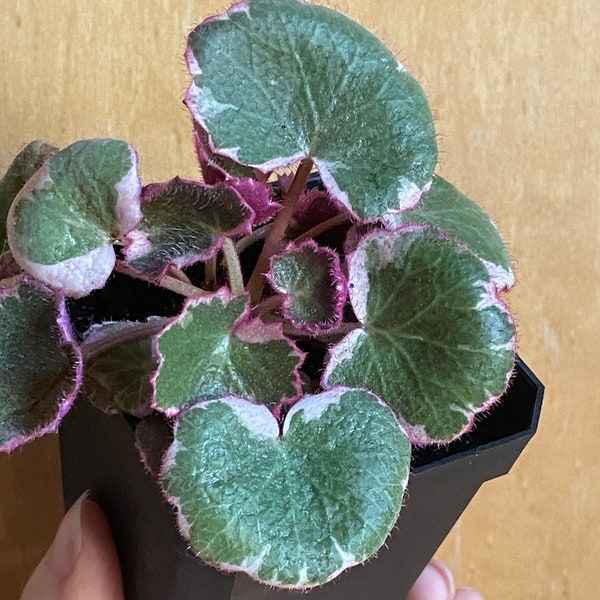 Strawberry Begonia - Etsy