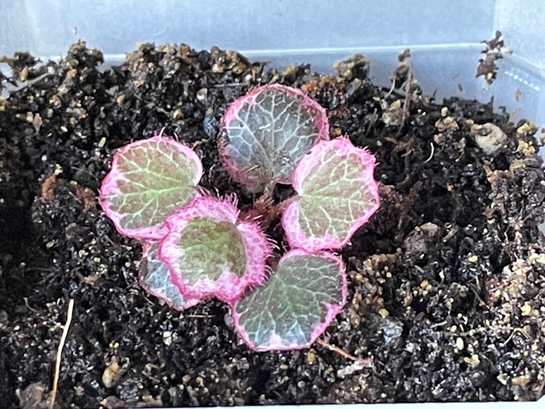 Variegated Rare Pink Strawberry Begonia Geranium Non-toxic - Etsy