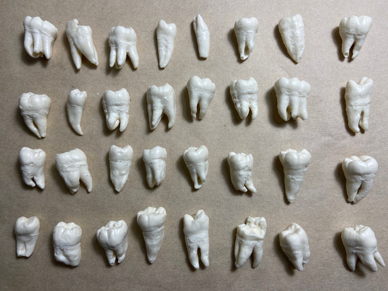 Realistic Human Teeth Resin Replicas for SFX , Oddities , Jewelry ,film ...