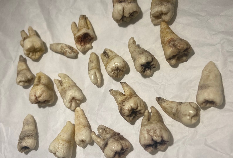 Realistic Human Teeth Resin Replicas for SFX , Oddities , Jewelry ,film ...