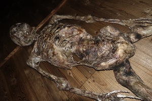 Studio Ghibli Turnip Head STL. File for 3D Printing - Etsy Canada