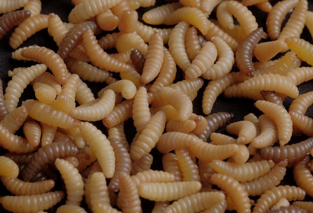 Squishy Maggots (light) Worm for SFX Makeup/film/tv/movie/halloween ...