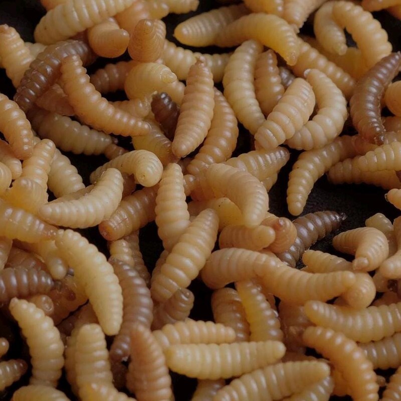Maggots - Etsy