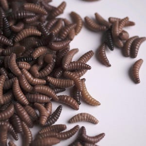 Squishy Maggots (dark) Worm for SFX Makeup/film/tv/movie/halloween ...
