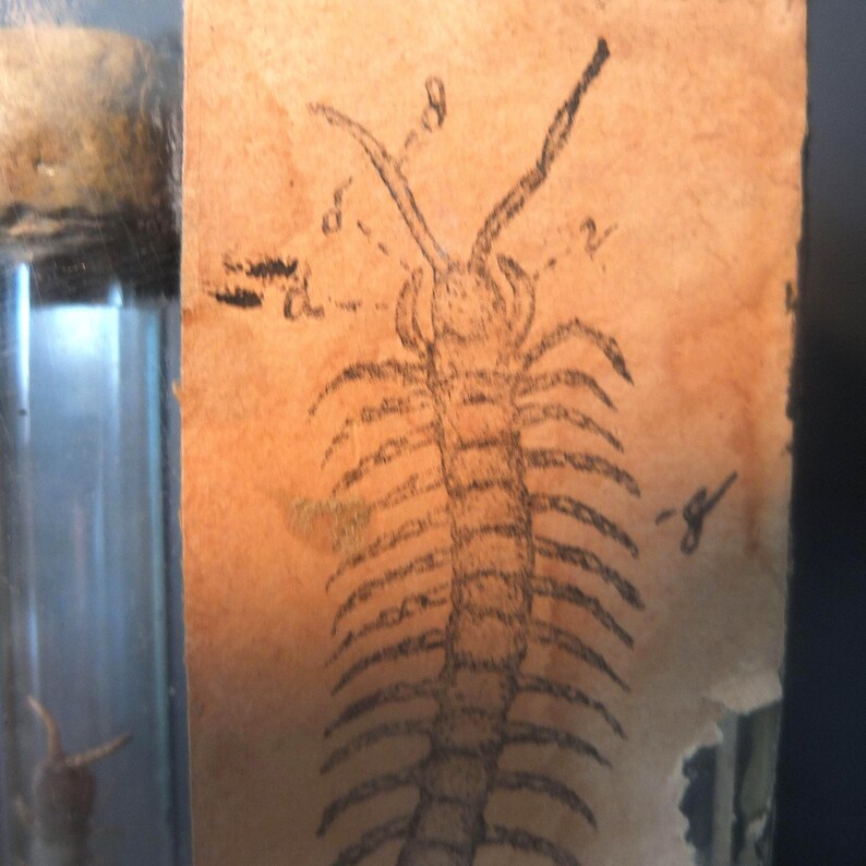 Vintage Scolopendra Specimen in Glass Tube - Antique Biology Lab ...