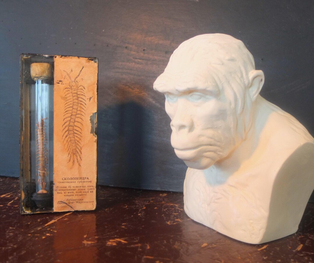 Vintage Pithecanthropus Plaster Bust, Anthropological Model ...