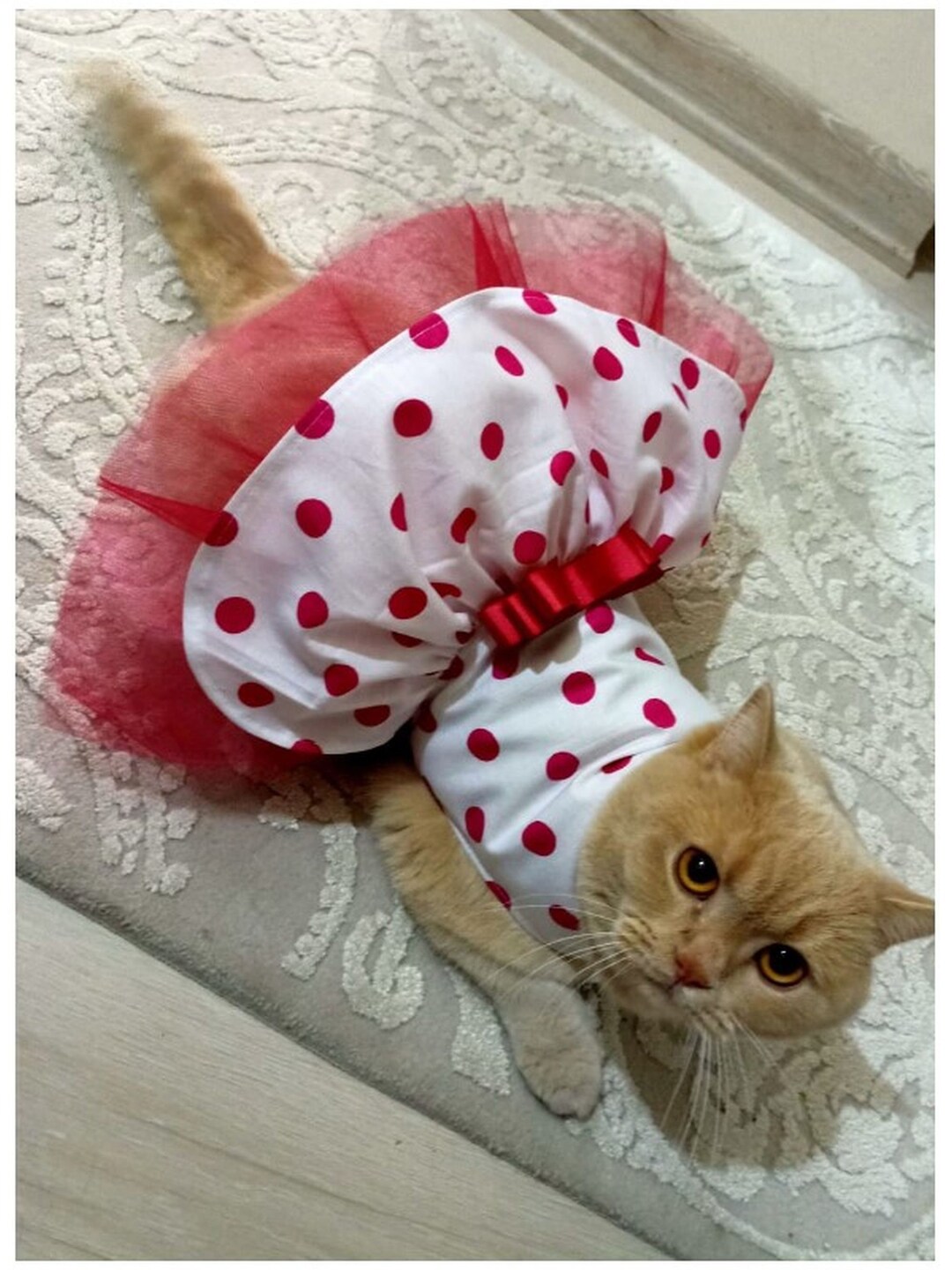 Fuchsia Bow Tie Polka Dot Cat or Dog Clothes Dress Kitten Fashion - Etsy