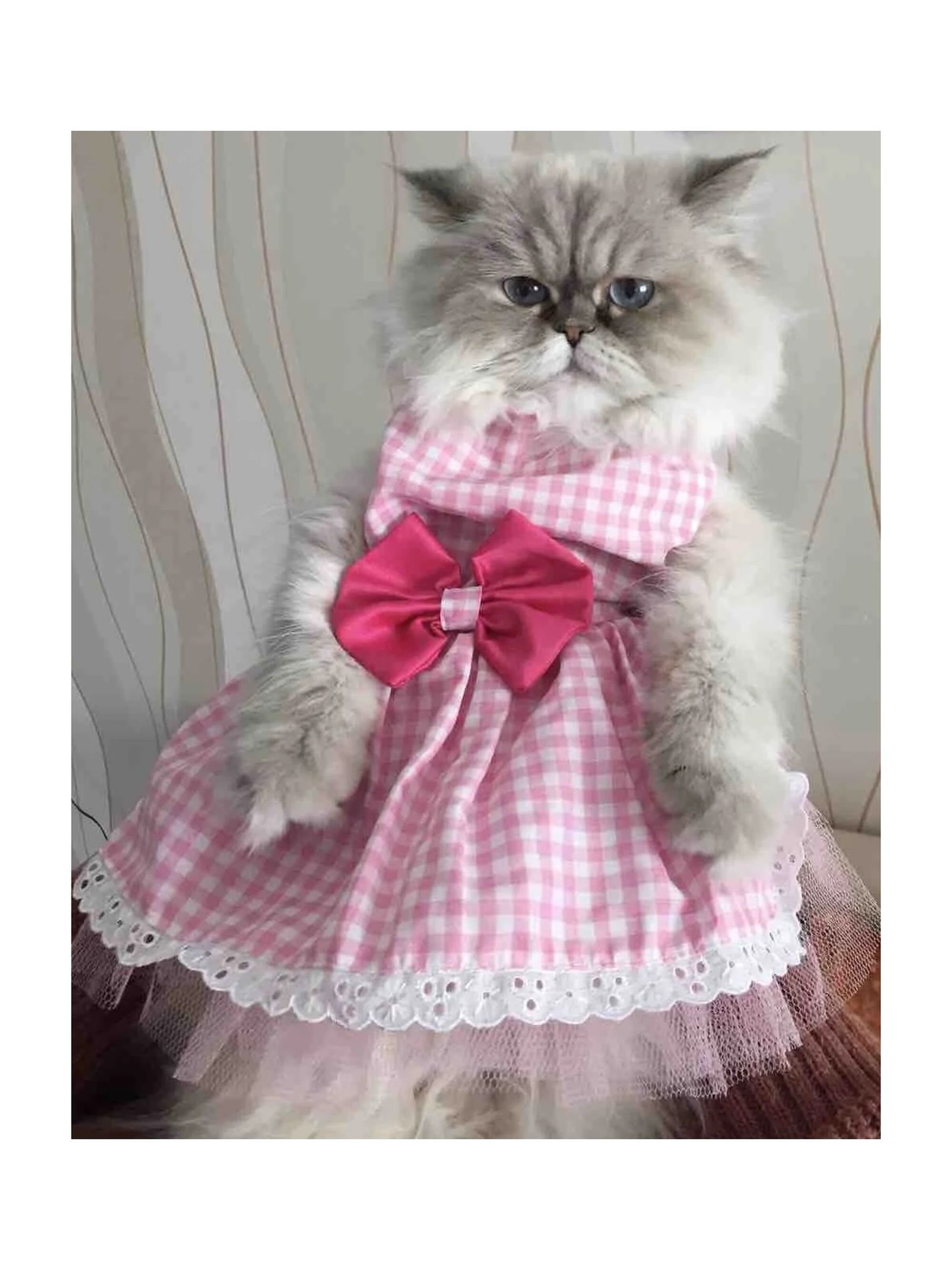Pink Plaid Cat Outfit With Ribbon Detailed, Fancy Cat - Dog Clothing ...