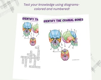 Cranial Bones Anatomy QUIZ Worksheet Answers Digital Download Printable ...