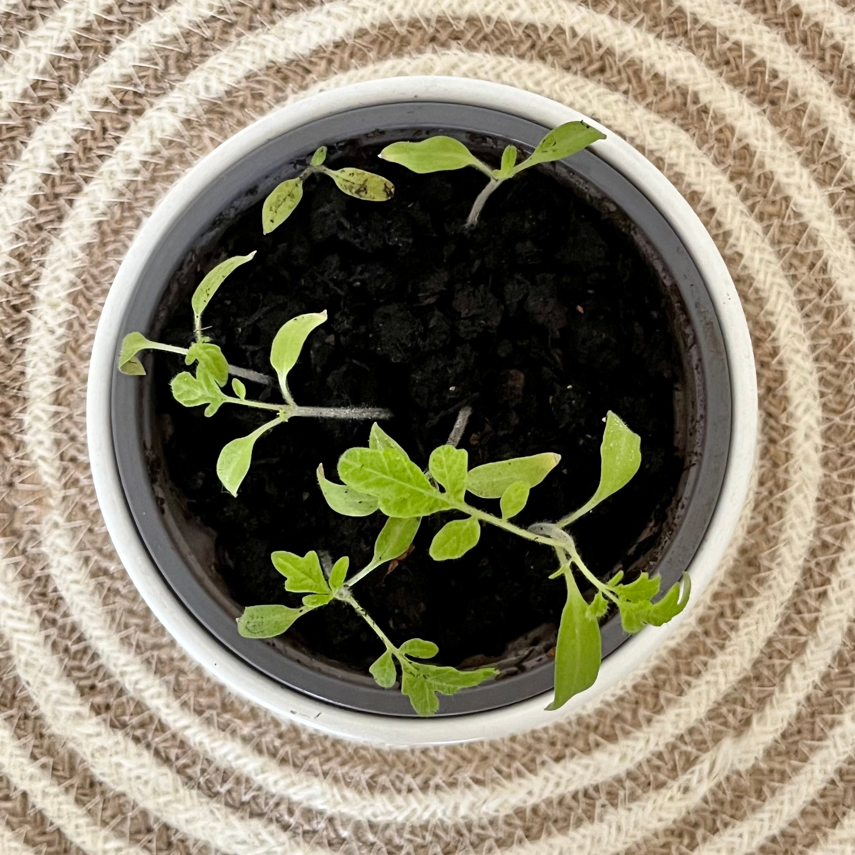 Seed Paper Postcard Postcard Flowers Growing Card - Etsy