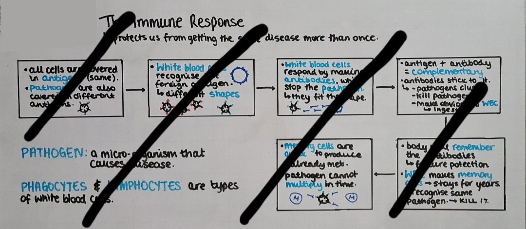 GCSE Biology: the Immune Response - Etsy