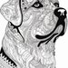 30 Rottweilers Colouring Pages, Amazing Patterns, Adult Colouring Book ...