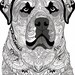 30 Rottweilers Colouring Pages, Amazing Patterns, Adult Colouring Book ...