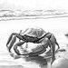 20 Crab Kids Colouring Pages, Amazing Patterns, Kids Colouring Book ...