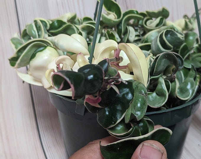 Variegated Hoya Compacta Variegated Hindu Rope Hoya Regalis 3 Tropical ...